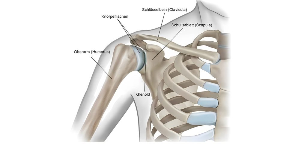 Shoulder – Enrich MedSurg Sdn Bhd